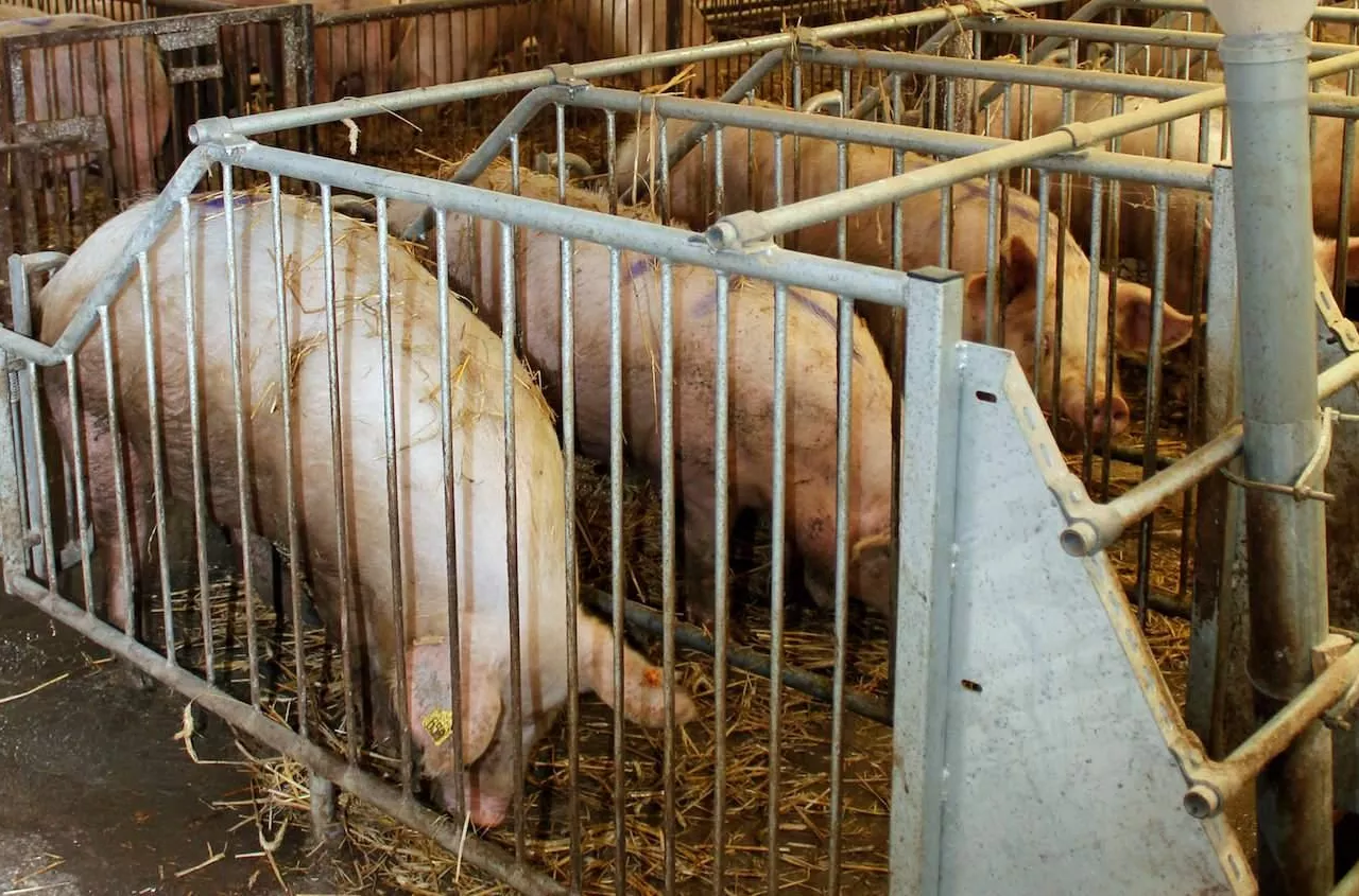 Trudne żywienie macior w ciąży i po porodzie