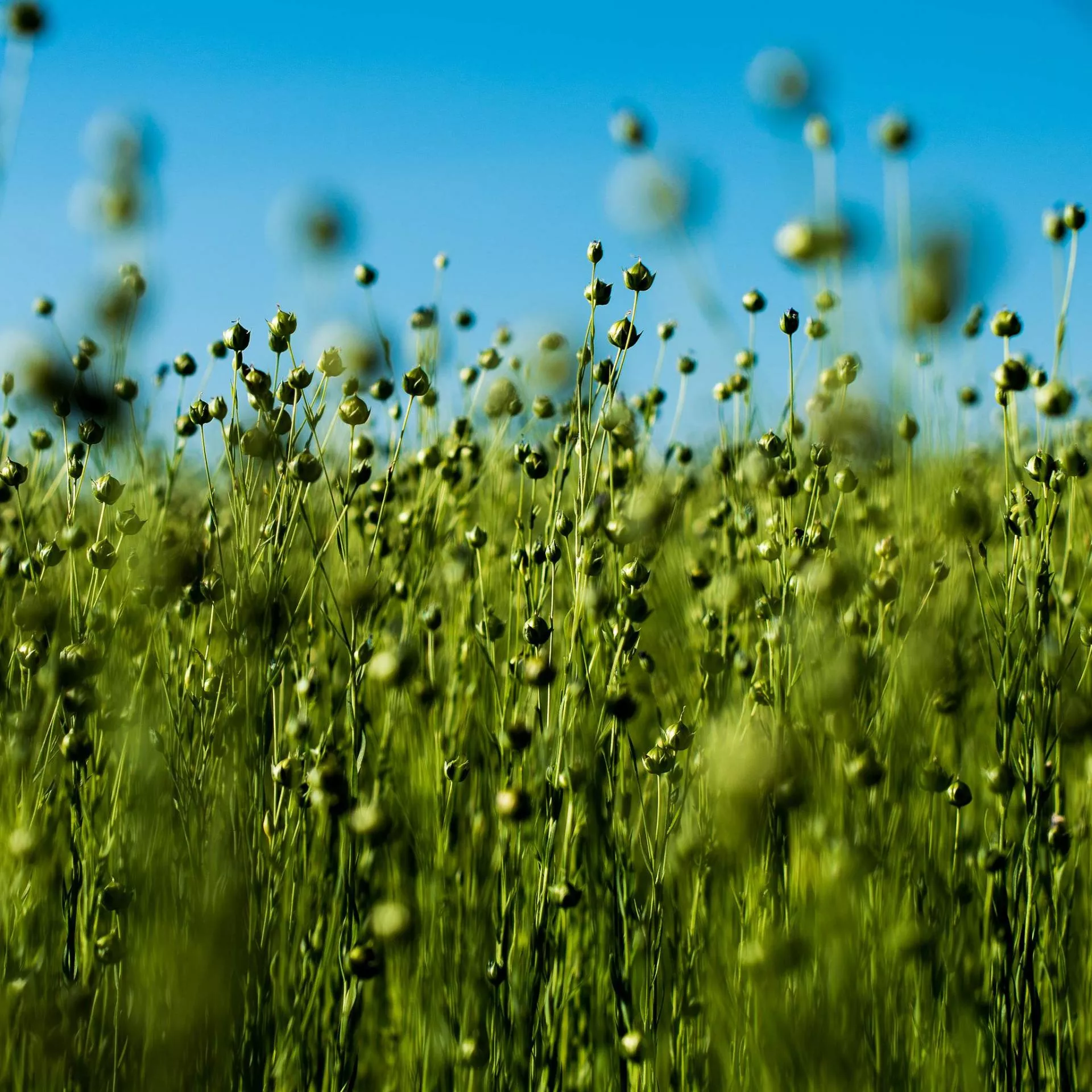 Len oleisty - jak go uprawiać?