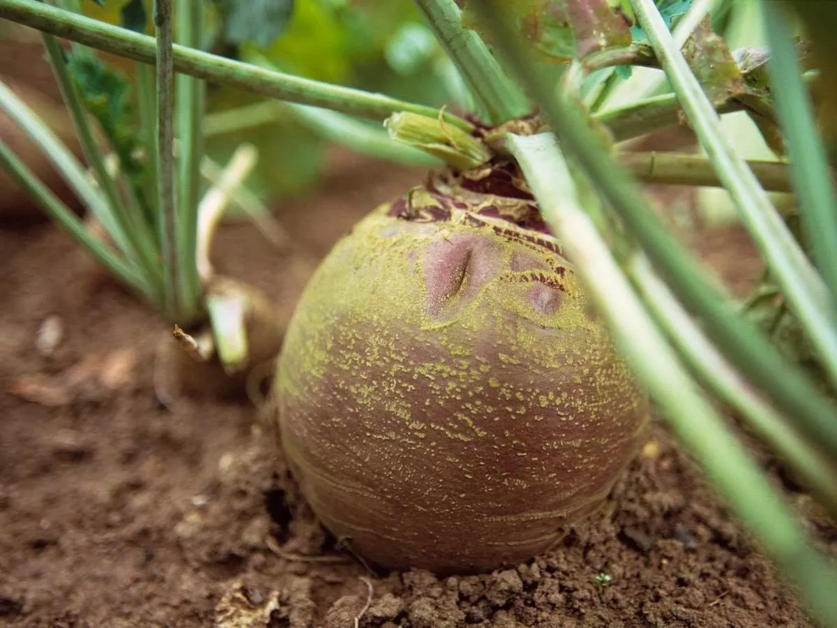 Jak uprawiać brukiew?