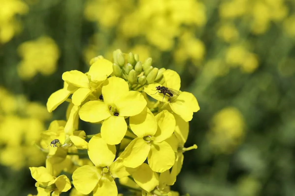 Chowacz podobnik w rzepaku - charakterystyka, próg szkodliwości i ...