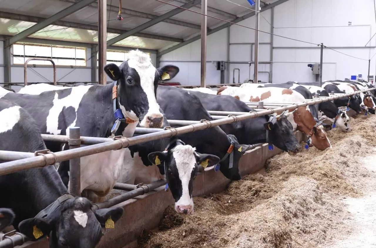 Od jakiej wielkości stada powinno się grupować krowy?