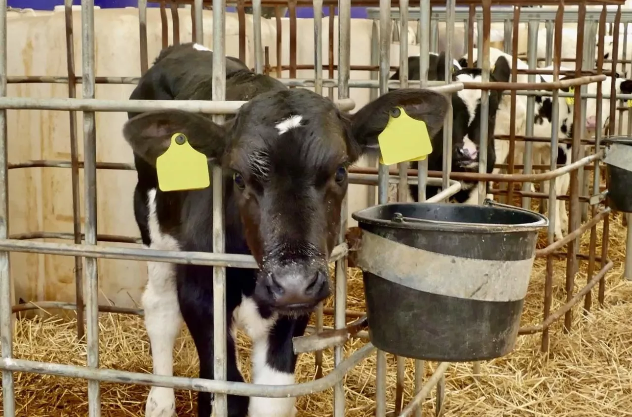 Sprayfo OsmoFit - nawadnia i łagodzi zaburzenia trawienne u cieląt