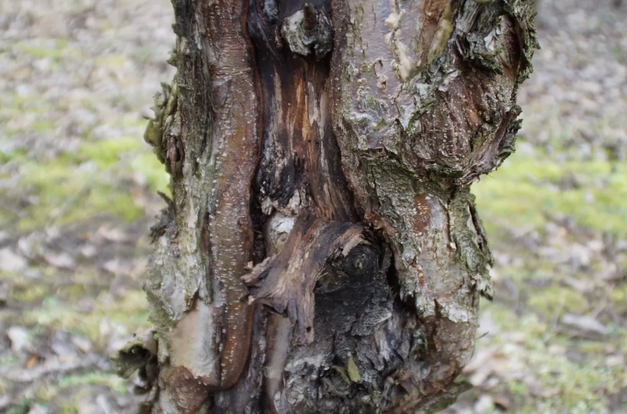 Choroby kory i drewna