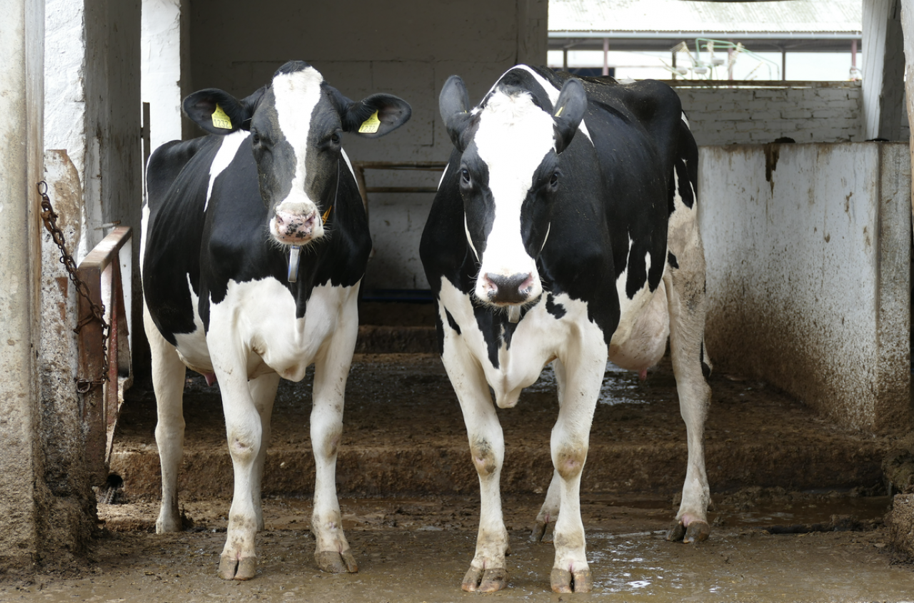 Długowieczne krowy, które dają dużo mleka – czy to możliwe?