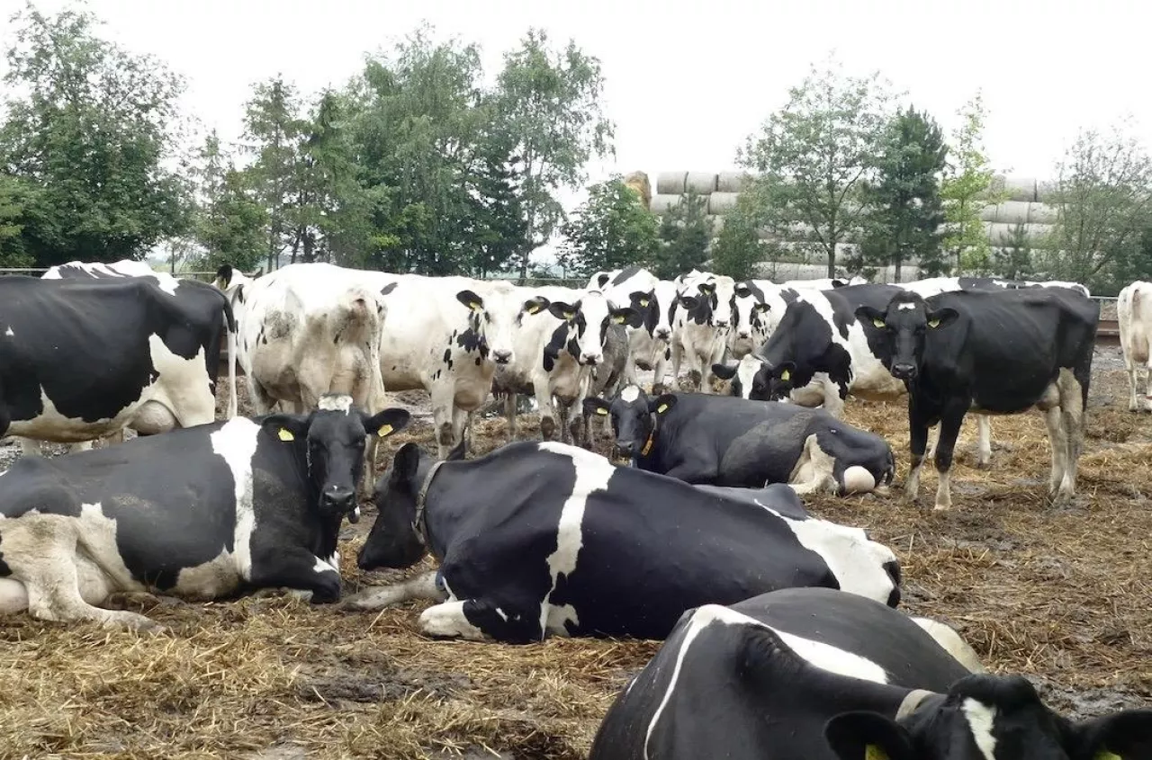 Pasza, która ogranicza emisję metanu przez krowy