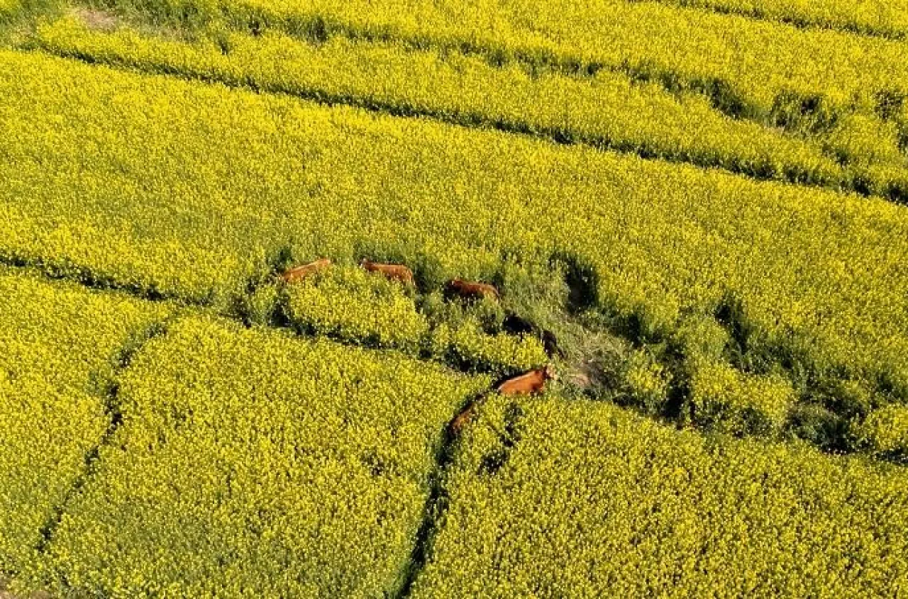 Stado byków buszuje w rzepaku. Jałówka ma je wyciągnąć z pola [FILM]