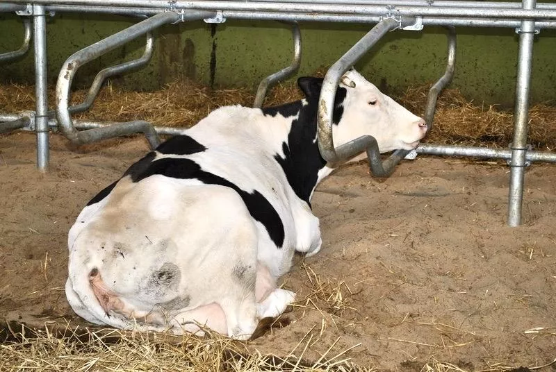 Jak powinien przebiegać proces inwolucji macicy u krowy po wycieleniu?