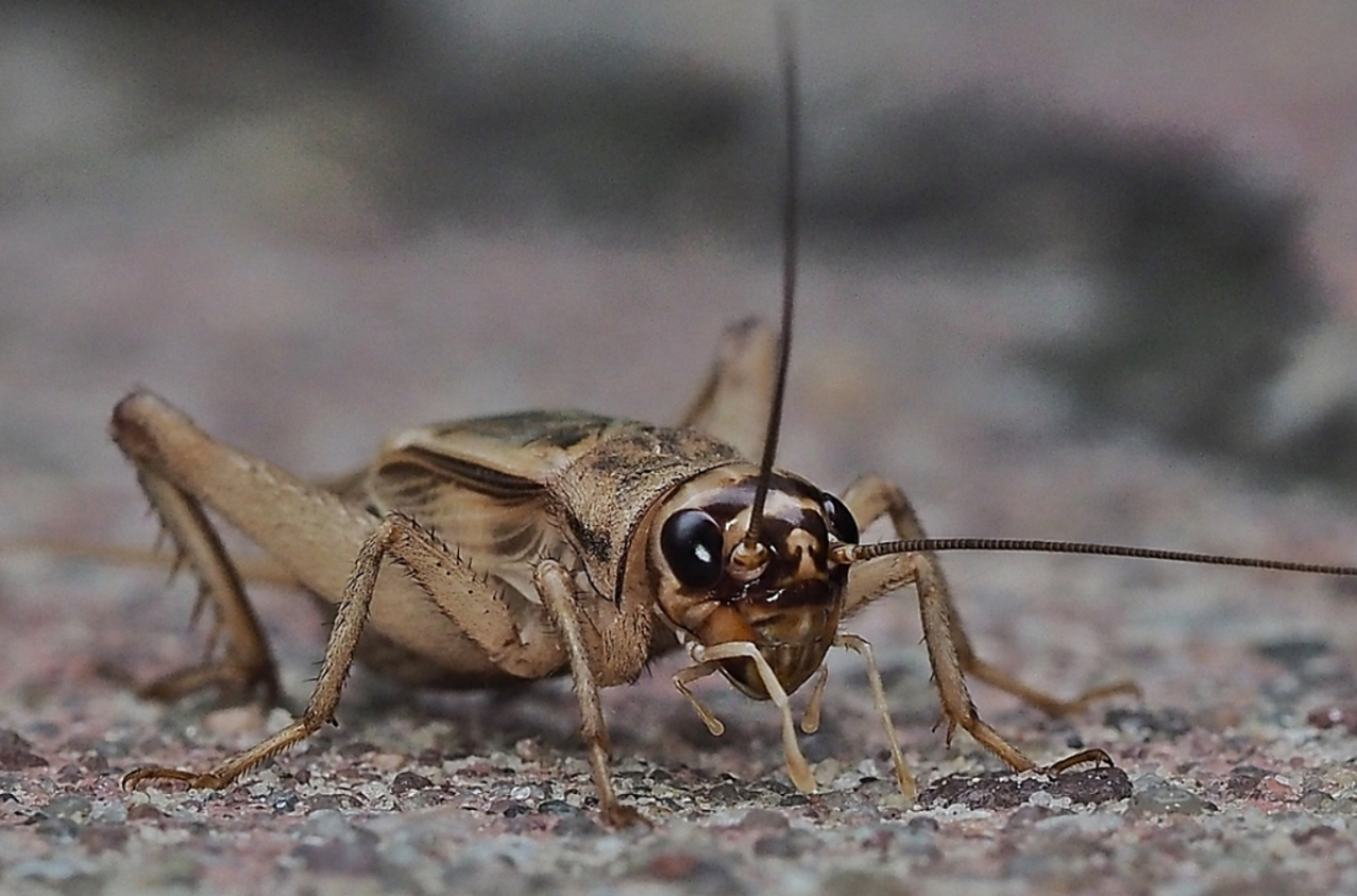 Mąka ze świerszczy już legalna w Polsce. Jak odróżnić ją od tradycyjnej?