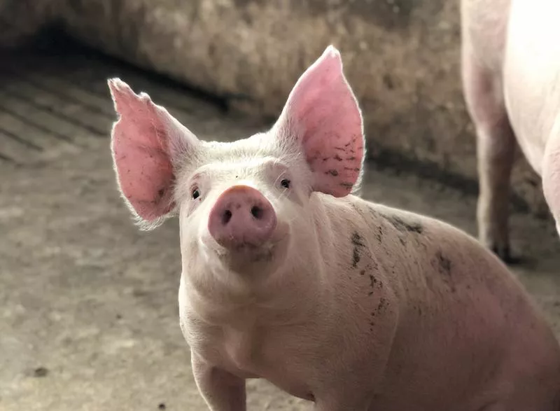 Bioasekuracja dla małych gospodarstw na nowych zasadach. Co się zmieni?