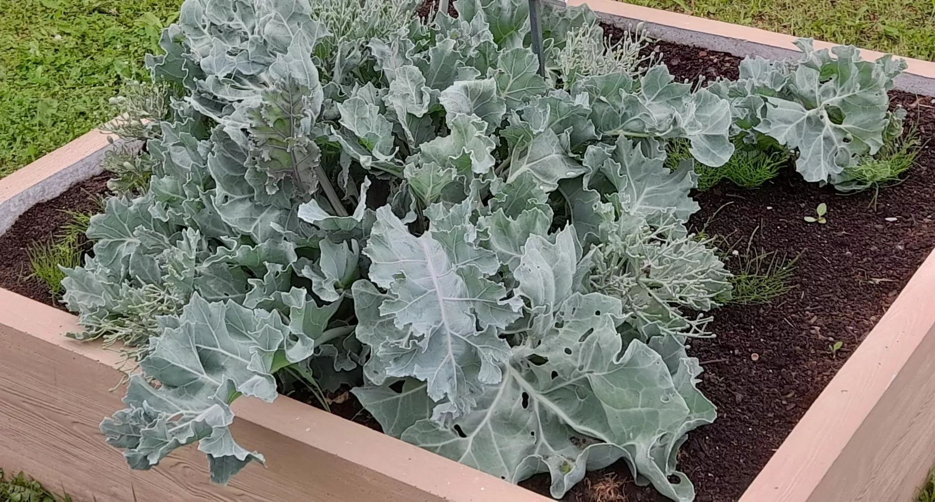 Kapusta morska, czyli modrak: jak uprawiać w ogródku?