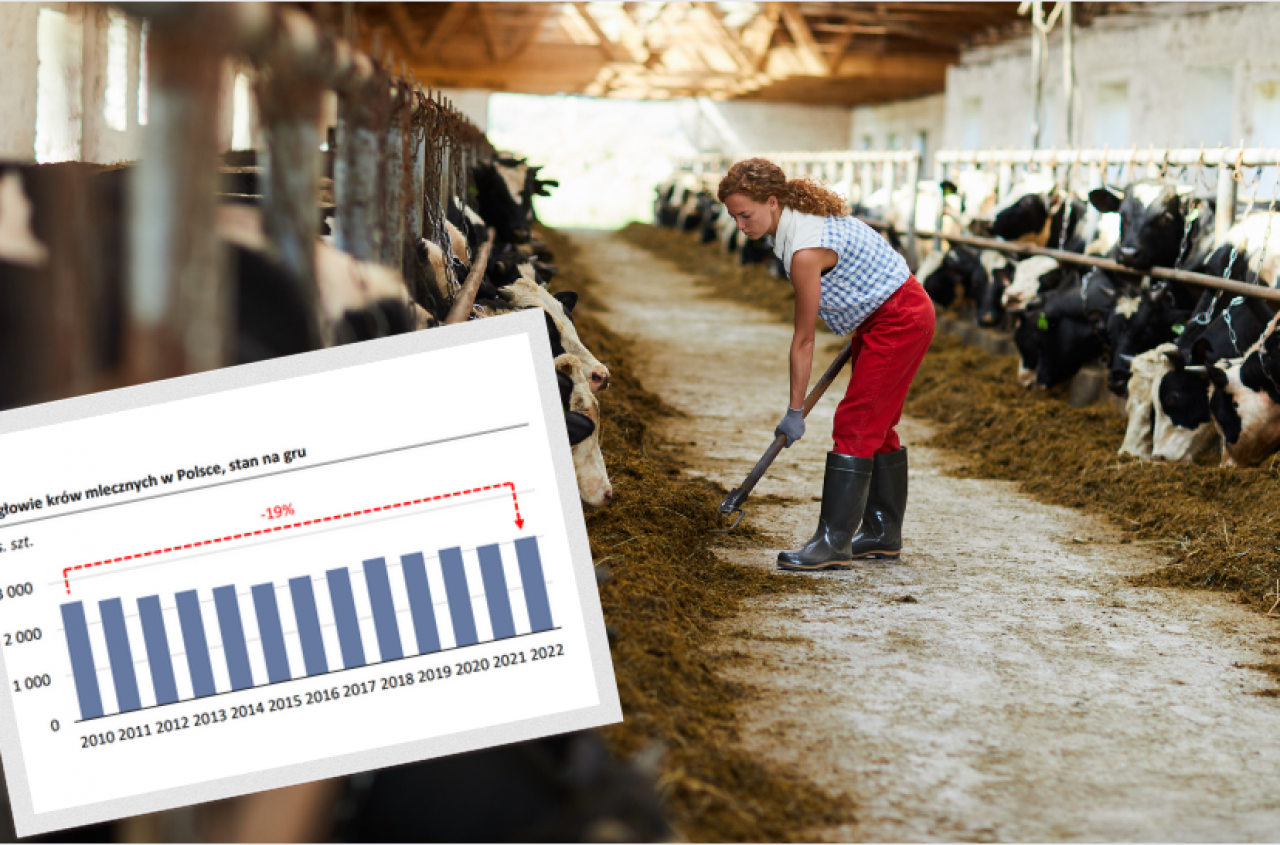Polscy rolnicy są niesamowici. Pogłowie krów spadło o 1/5, ale mleka ...