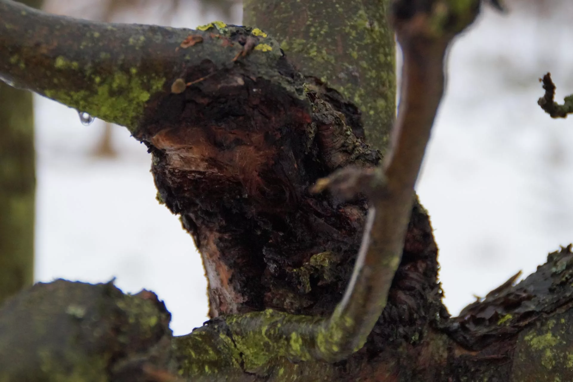 Rak bakteryjny drzew owocowych - jak go zwalczać?