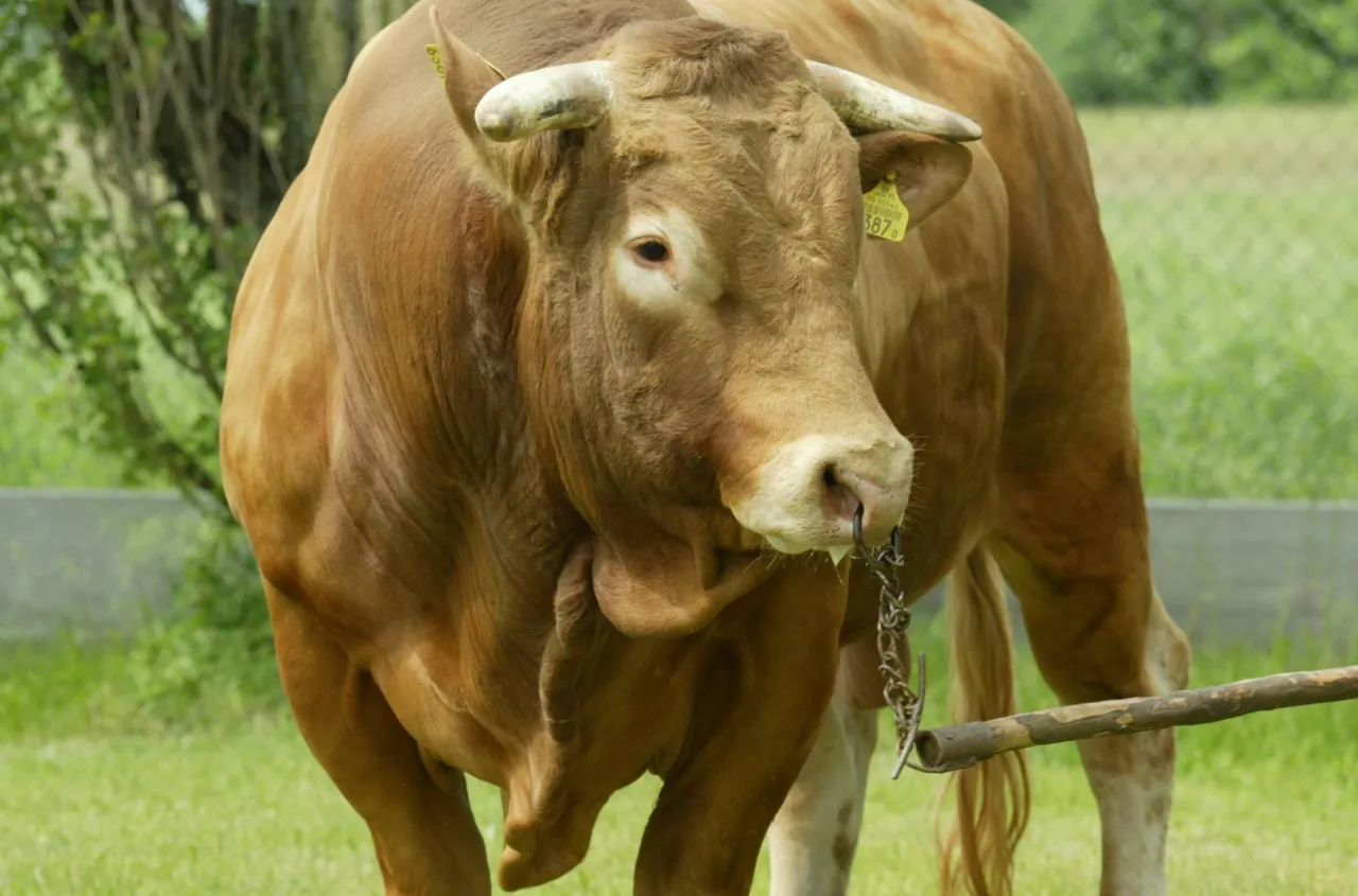 Czy krycie mlecznych krów bykami ras mięsnych ma wpływ na długość ciąży ...
