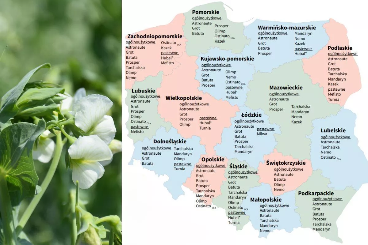 Groch siewny: Lista Odmian Zalecanych na sezon 2024