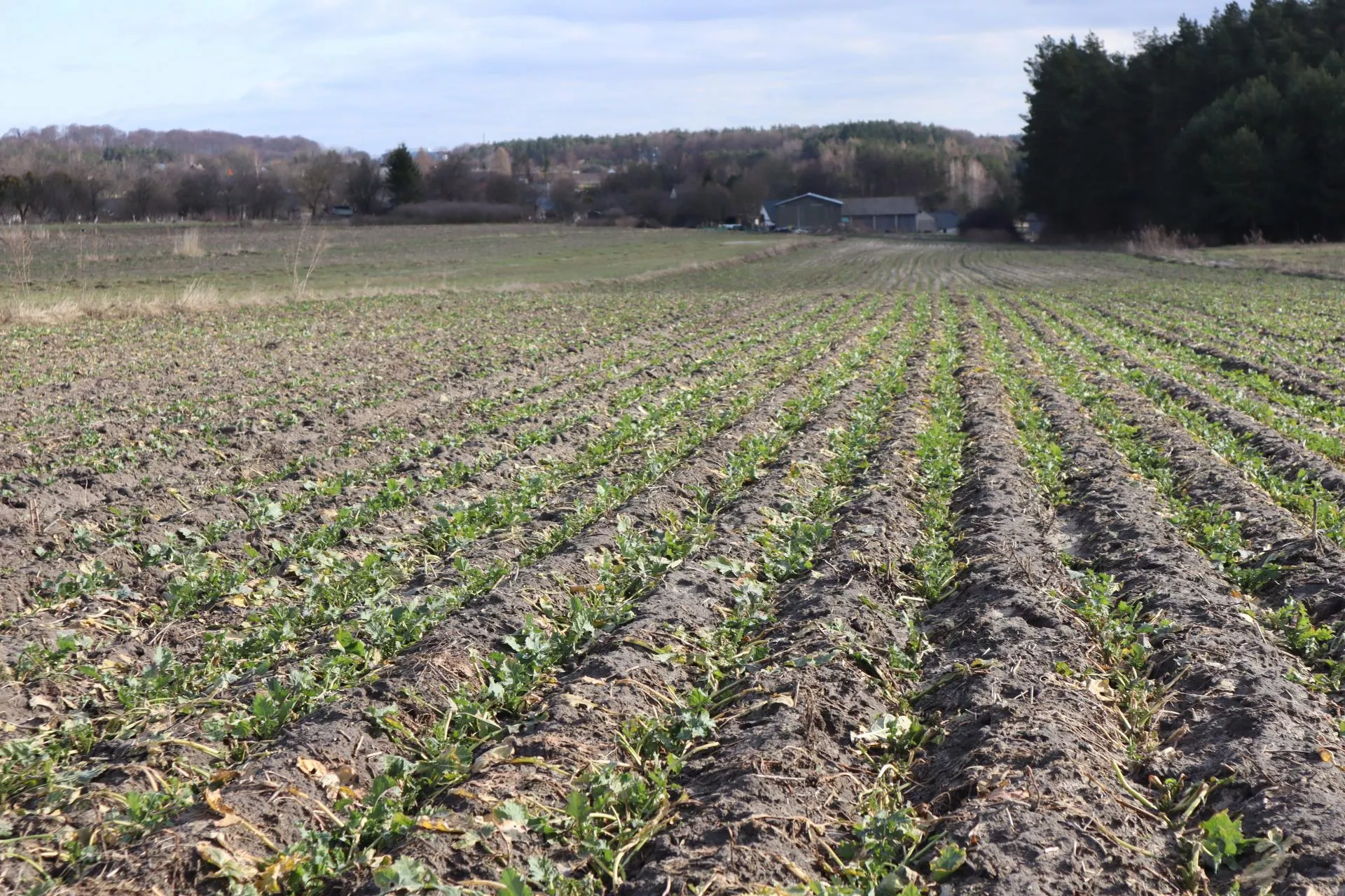 Na ciężkich glebach Roztocza sprawdził się siew pasowy rzepaku. A co z ...