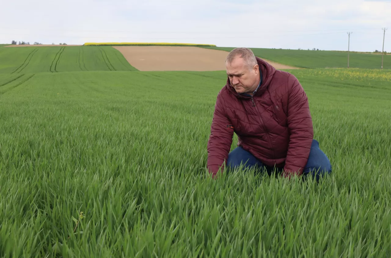 Pszenica durum: uprawa niszowa, ale opłacalna