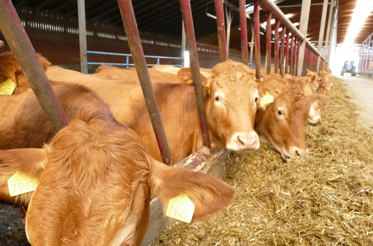 Na Podkarpaciu drożeją krowy. Jakie są ceny bydła w Polsce?