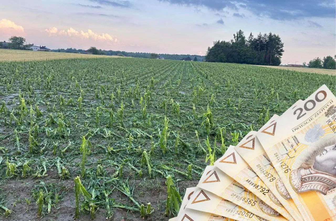 3000 zł do hektara. Rolnicy nie dostaną pieniędzy z winy wojewody?