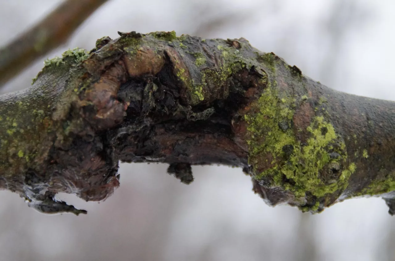 Rak drzew owocowych: jak walczyć skutecznie?