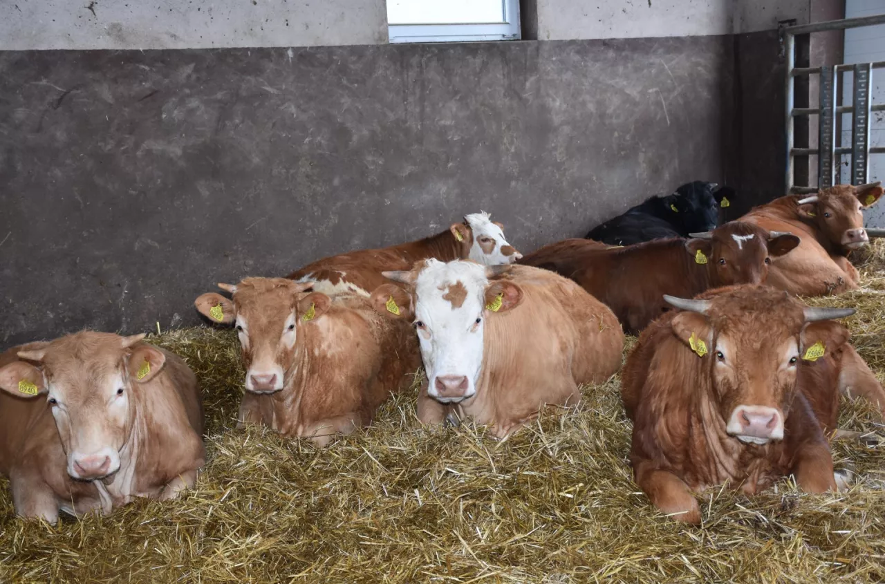 Krowy droższe o 50 gr. Jakie są aktualne ceny bydła w Polsce?