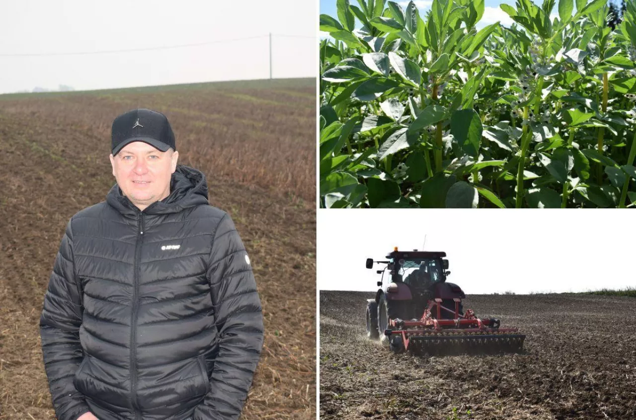 Rolnik z Warmii uprawia bobik. Jakie ma plony? Jakie odmiany wybrał?