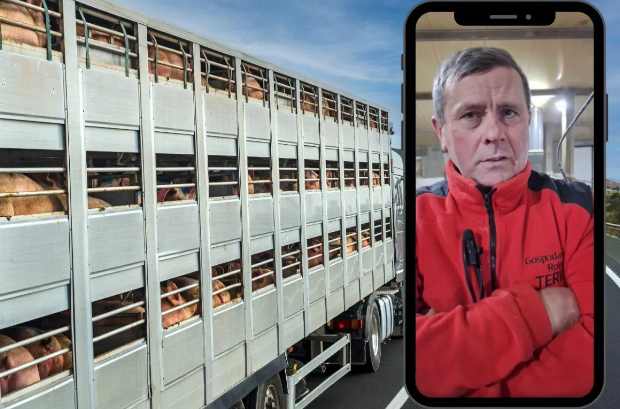 Tucznik po 3 zł za kilogram? Rolnicy załamani. "Coś jest nie tak